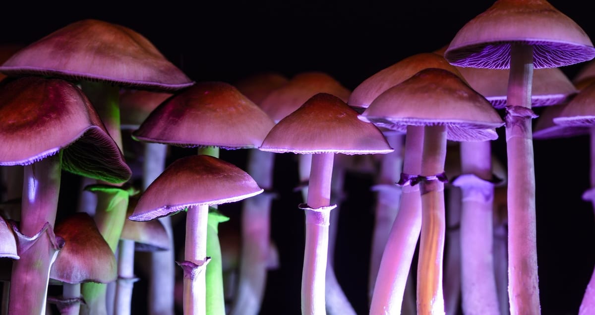 MycoTechnology Raises $39M for Its Mushroom Fermentation Platform ...