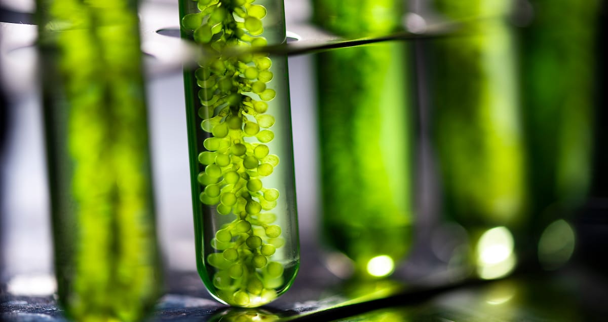 Hypergiant is Developing the Algae Farm of the Future | Built In