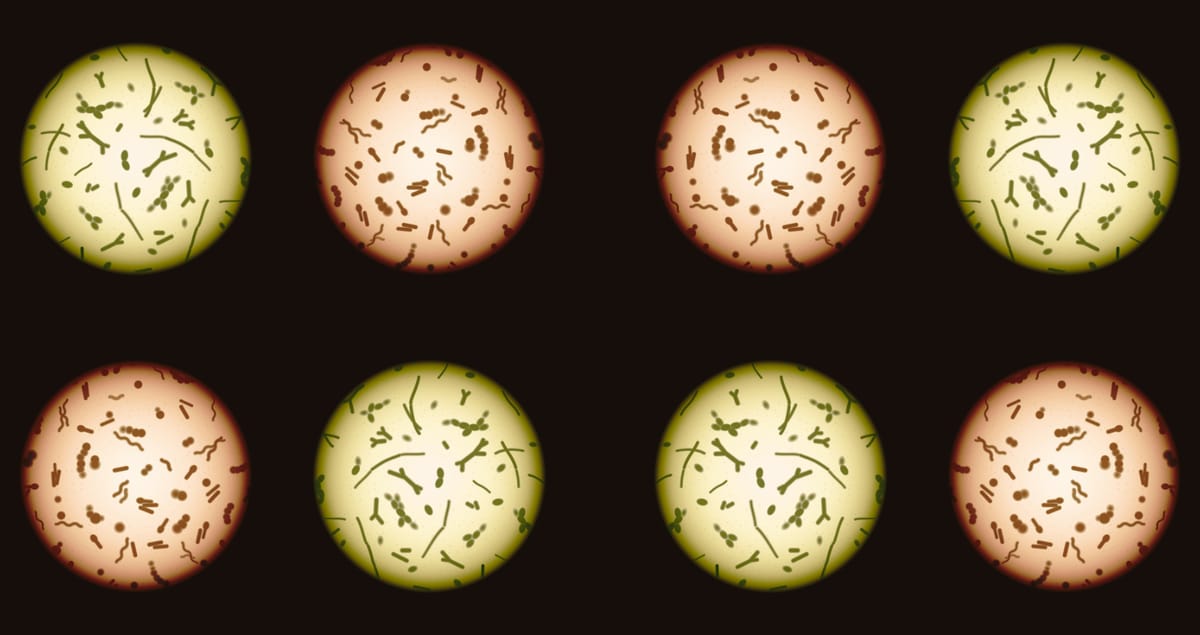 The Future of FMTs and C. Diff Treatment | Built In